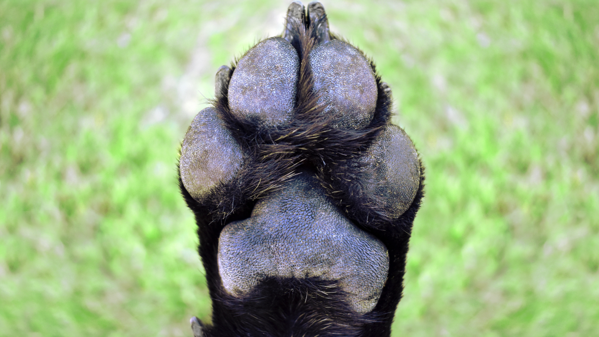 Dog With Special Needs Tippy Tapping Into the Room Like a T-Rex Is ...