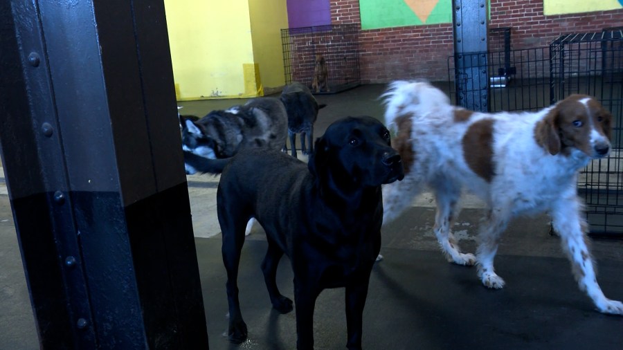 Experts warn of tick infestation, suggest solutions for prevention