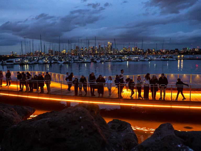 Watch St Kilda’s penguins up close thanks to a new elevated boardwalk