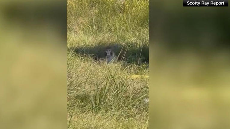 Escaped monkeys not in Jasper County, Texas but Jasper County, Mississippi