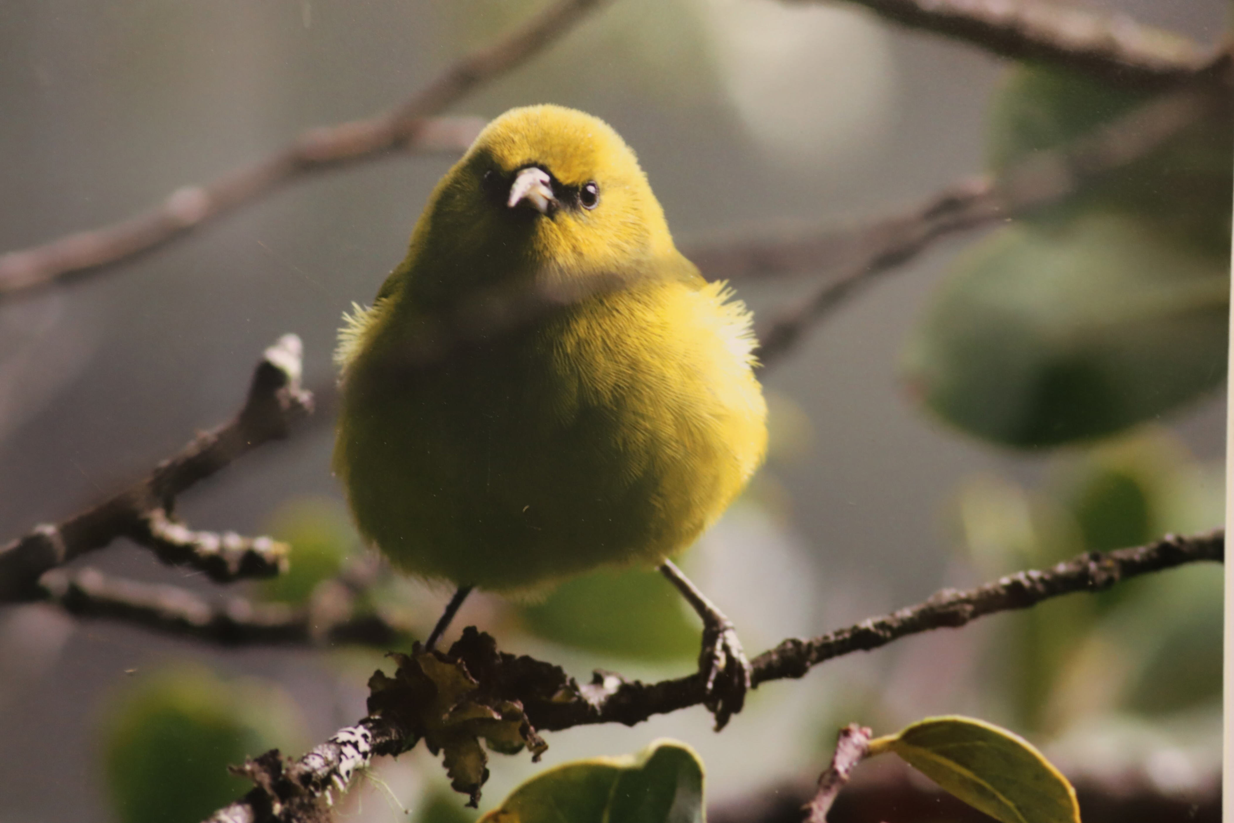 Art exhibit celebrates Hawaii’s native birds, forests