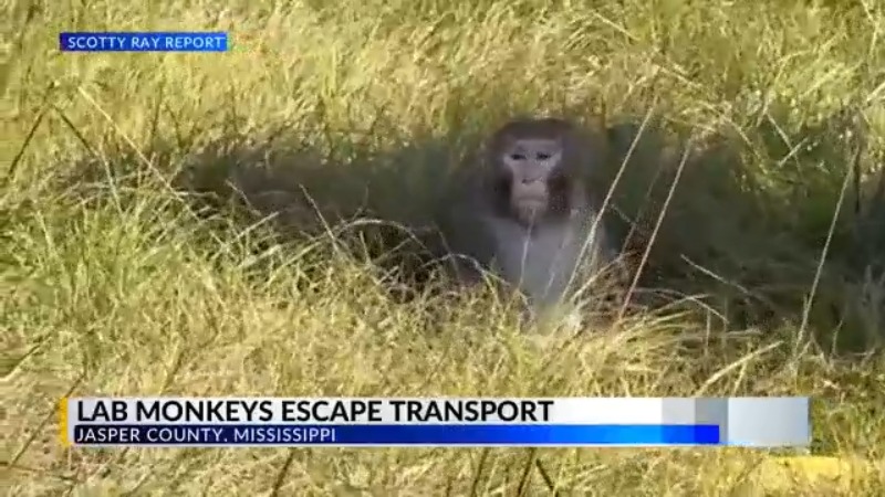 Monkey escape: Truck crash in Jasper County