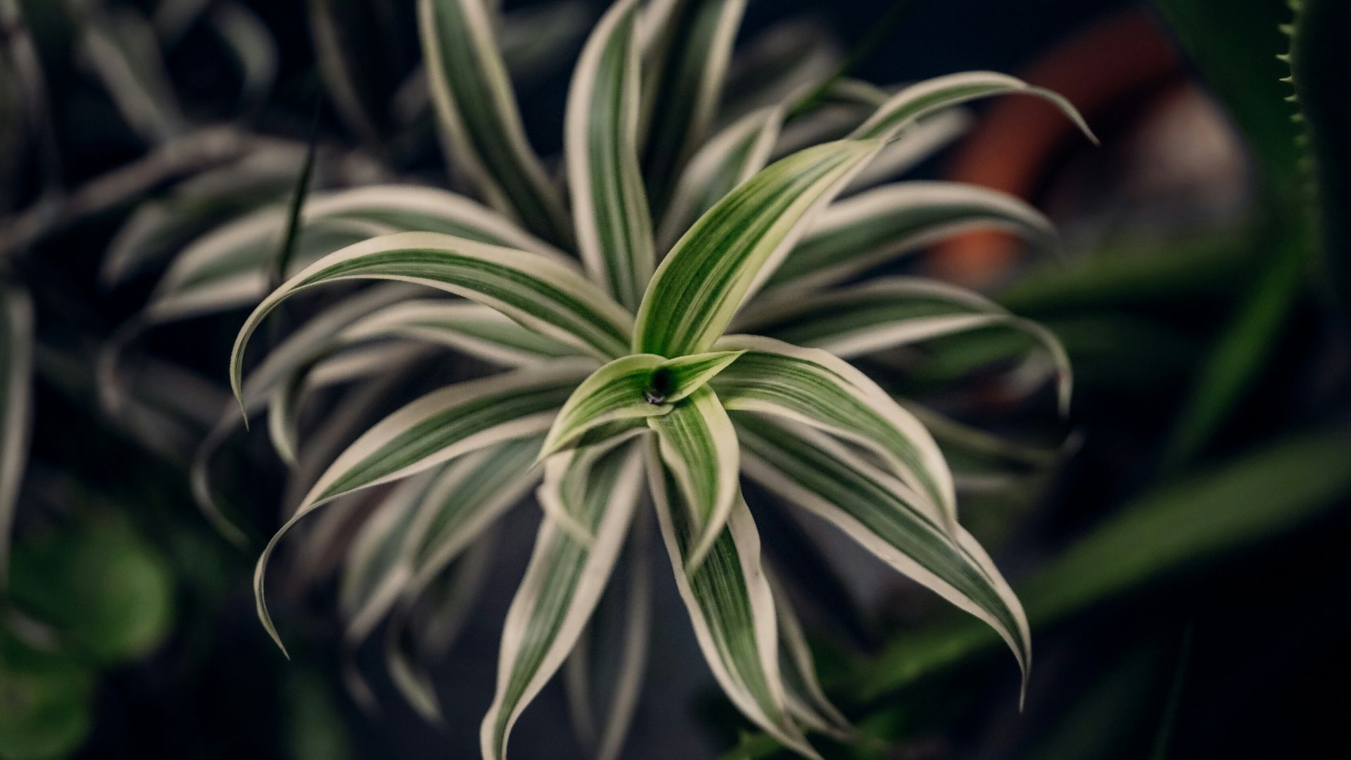 10 Reasons To Keep Plants In Your Home & 10 That Purify The Space