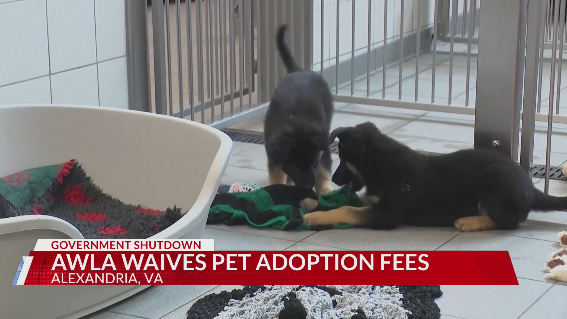 Animal Welfare of Alexandria waiving small animal adoption fees