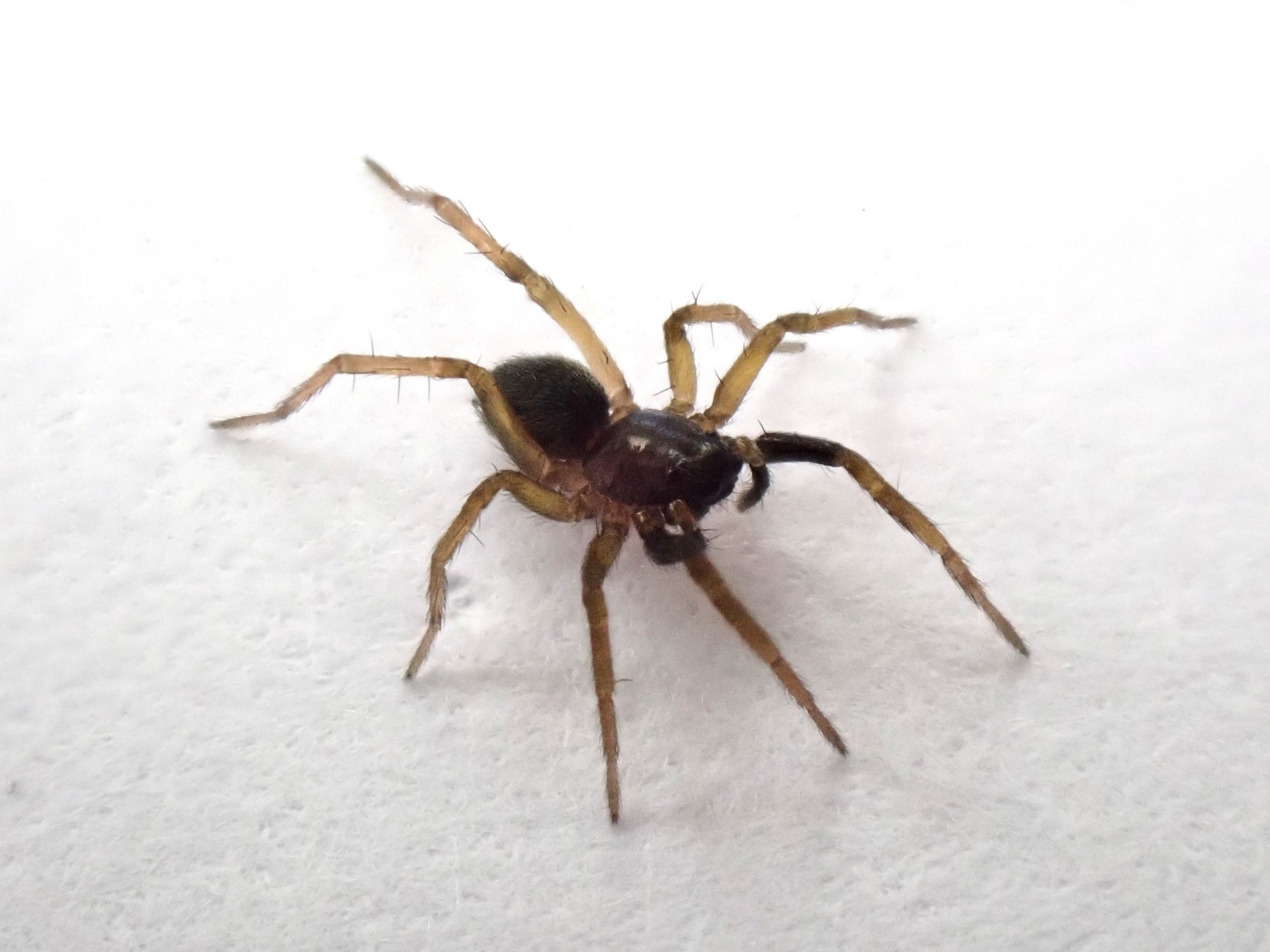 Rare white-knuckled wolf spider rediscovered in UK