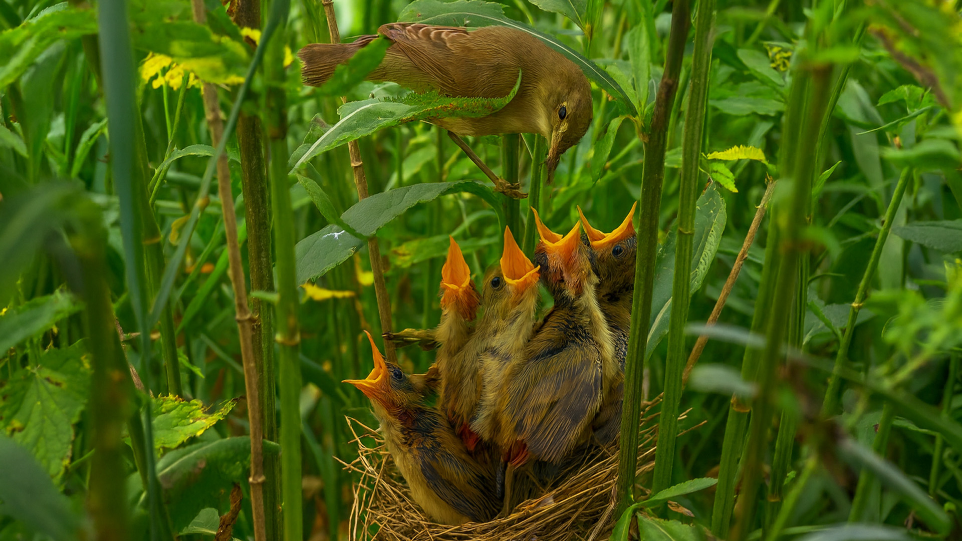Wildlife Encounters Captured on Camera