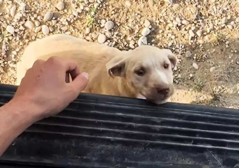 Sandy, la cagnolina randagia che ha scelto la sua famiglia saltando su ...