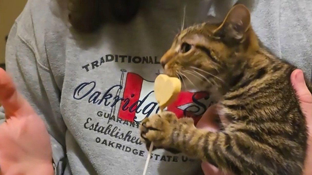 Gatito con manchas insiste en comer su chupeta de gato sin ayuda