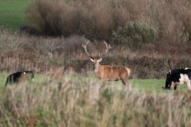 Meet Dave the deer - who lives among the cattle of West Cornwall