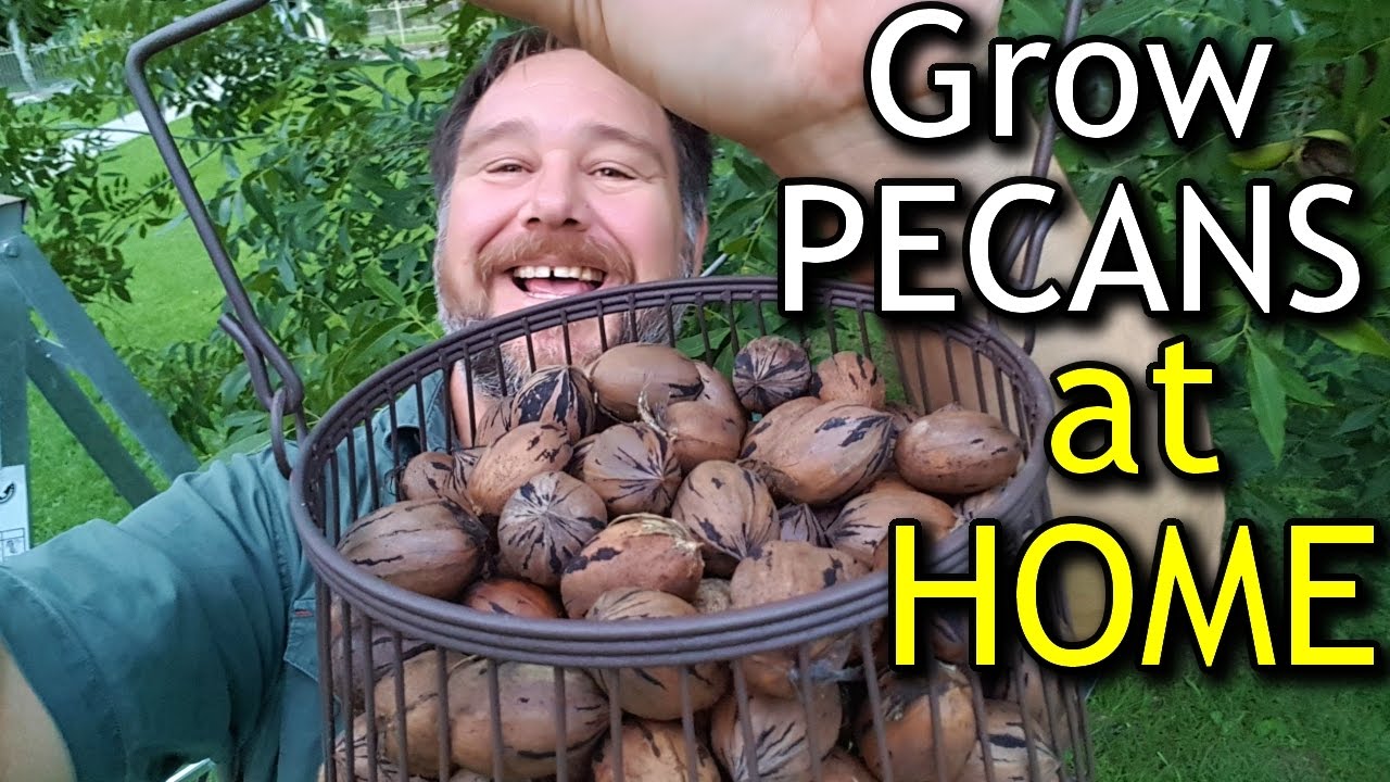 How to grow pecans at home for your own nut tree fruit 4k