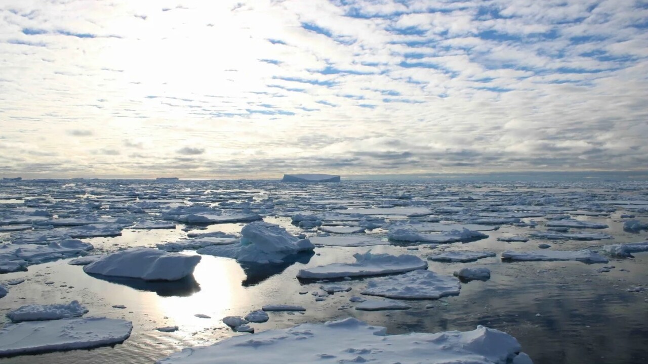 Nidi sul fondale antartico: cosa ha visto il robot Lassie