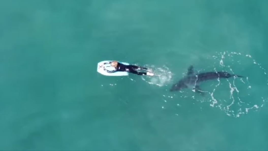 Shark scientist reacts to great white shark close calls