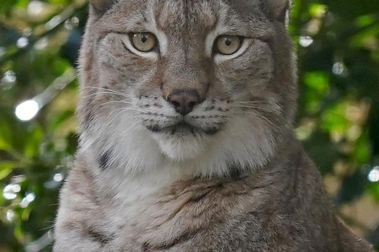 Lynx reintroduction in Northumberland a step closer after new enclosure ...