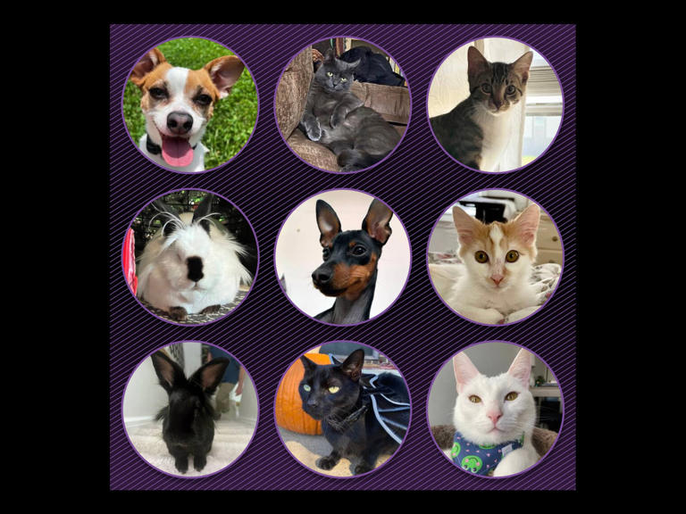 How ranked choice voting works — illustrated by the election for ...