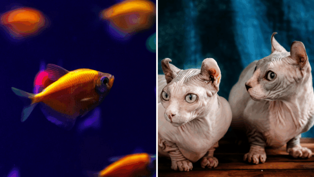 The Oddest Animals Born From Human Design