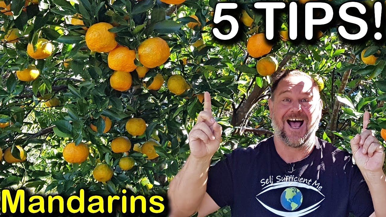 5 Tips How to Grow a TON of Mandarins on Just One Tree Organically