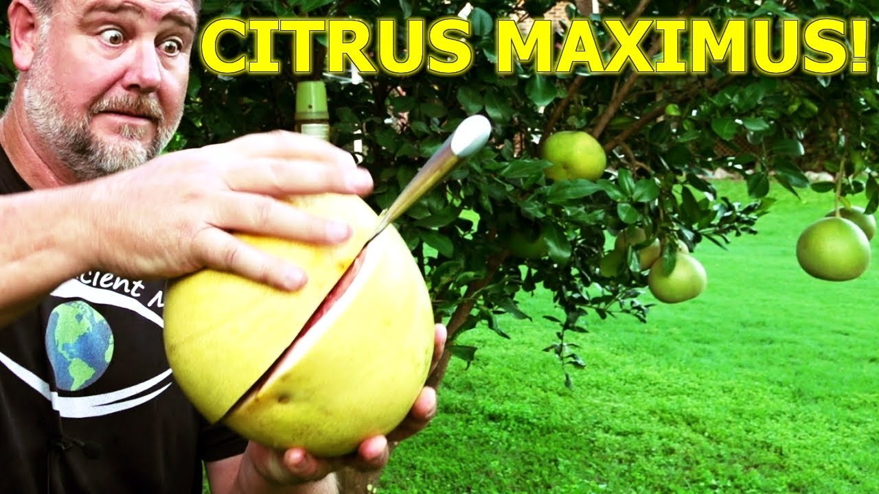 I grew the biggest citrus fruit in the world | Pomelo