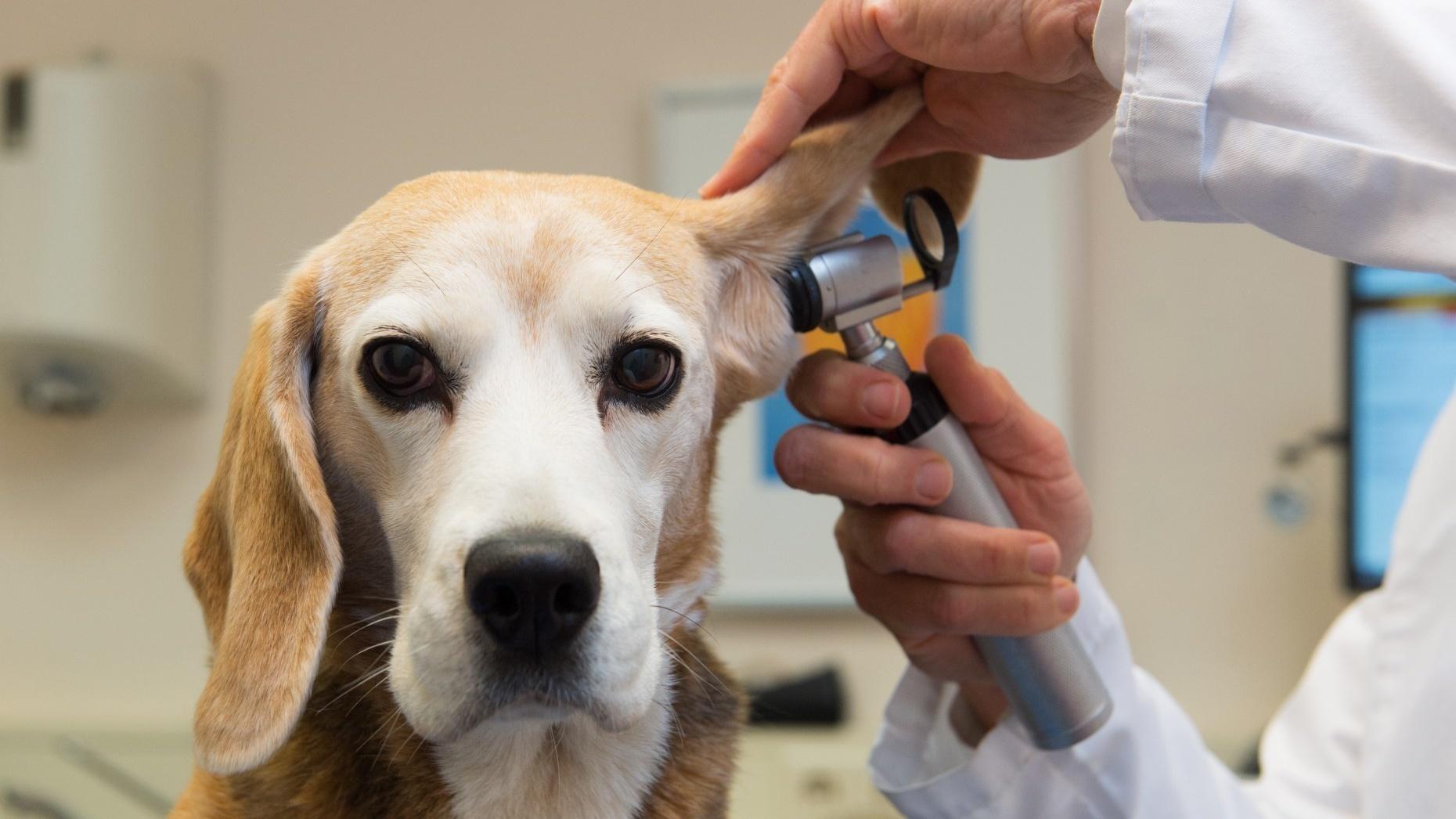 5 choses que les vétérinaires aimeraient que vous sachiez à propos de ...