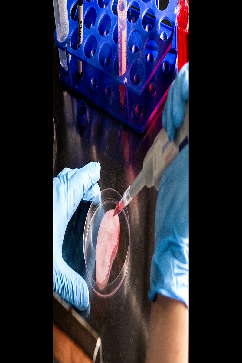 Andrew Pelling Grows Human Cells Inside Plants To Revolutionize