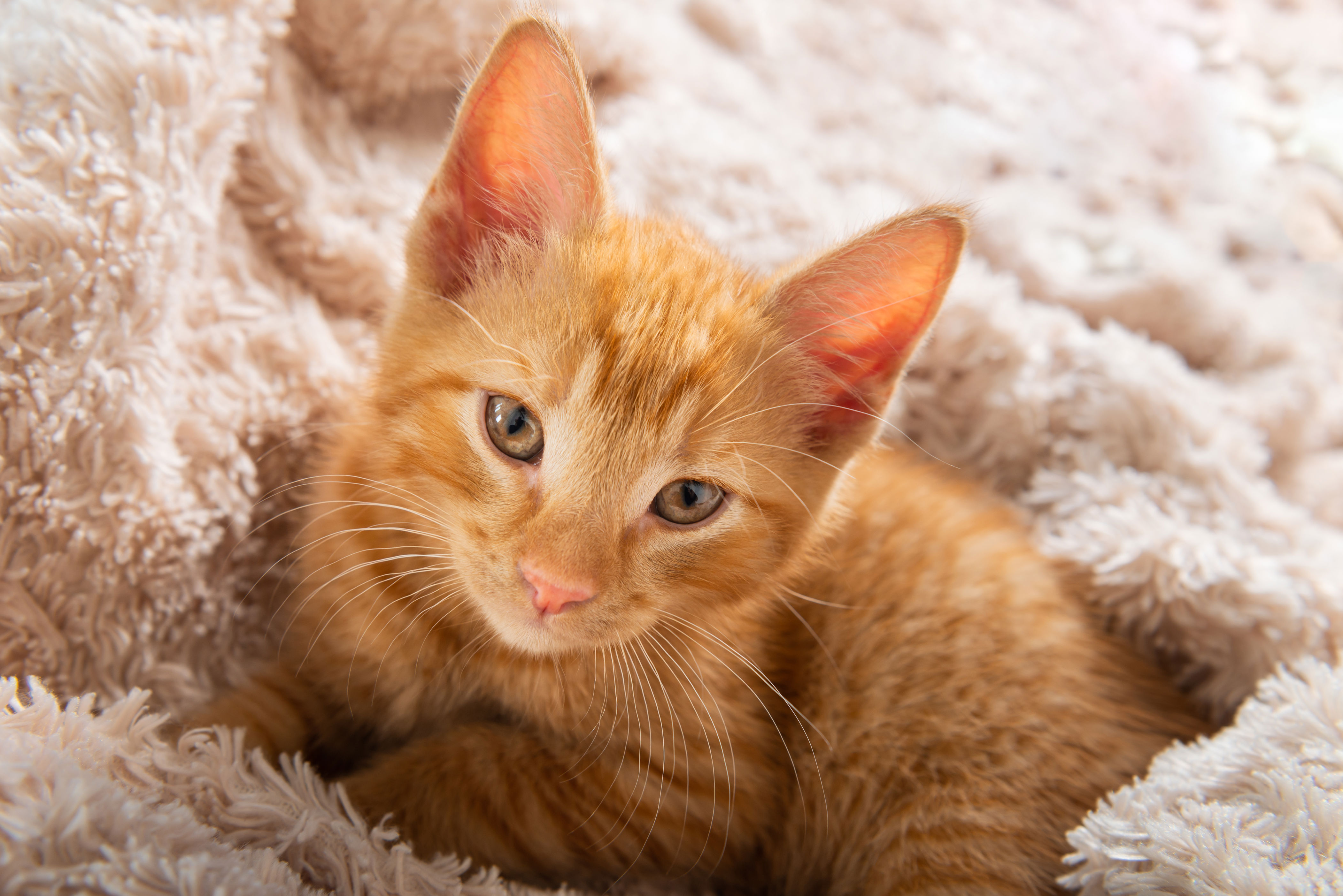 Les Noms De Chats Les Plus Populaires