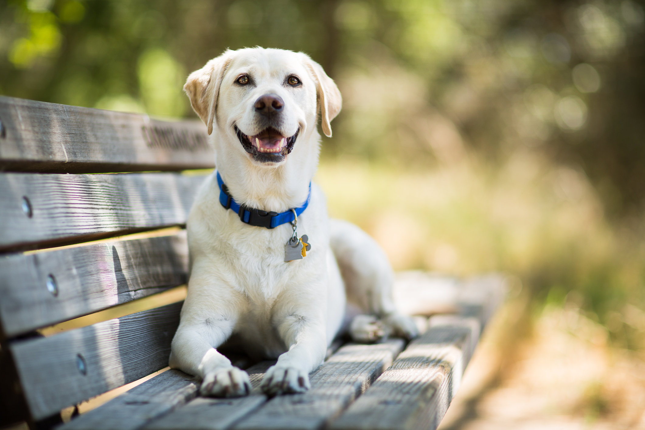 9 cosas básicas que todo el que vaya a tener perro debería tener