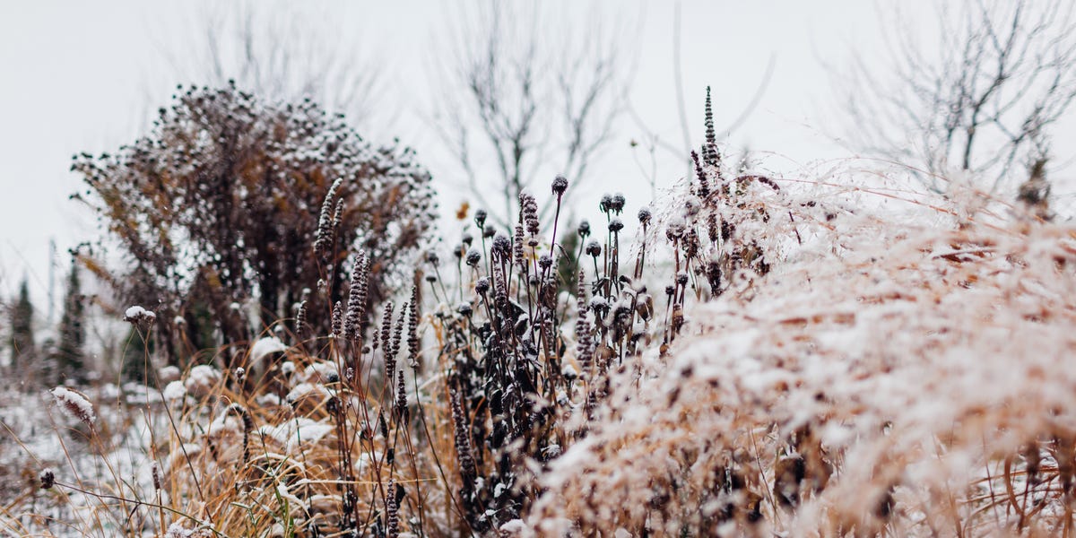 Ornamental grasses are the secret to a stunning winter garden – here ...