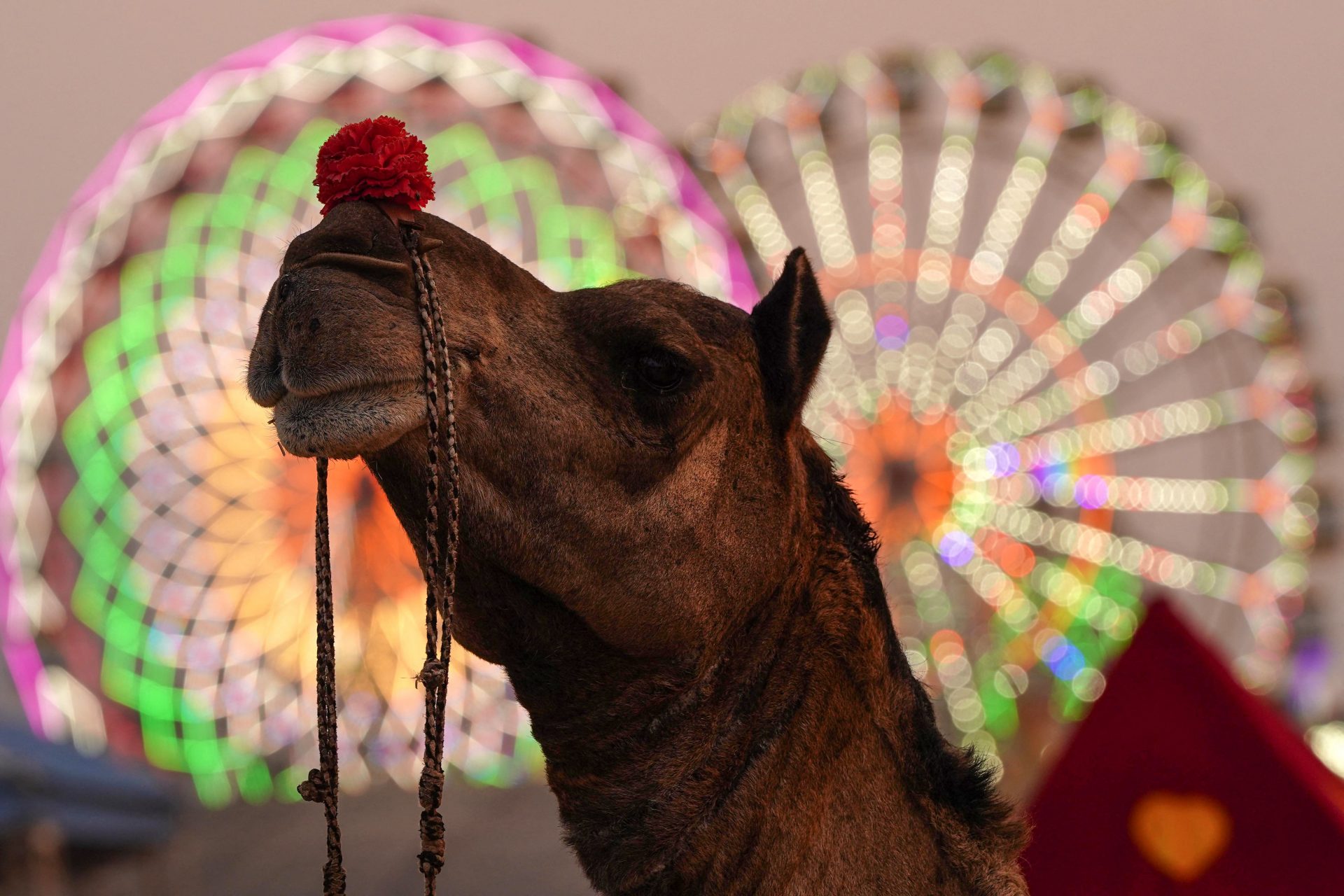 Pushkar Camel Fair: Things you might not know!