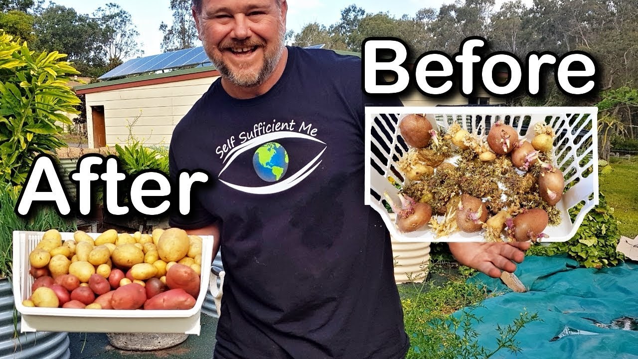 How to grow potatoes from potatoes that have gone past use by