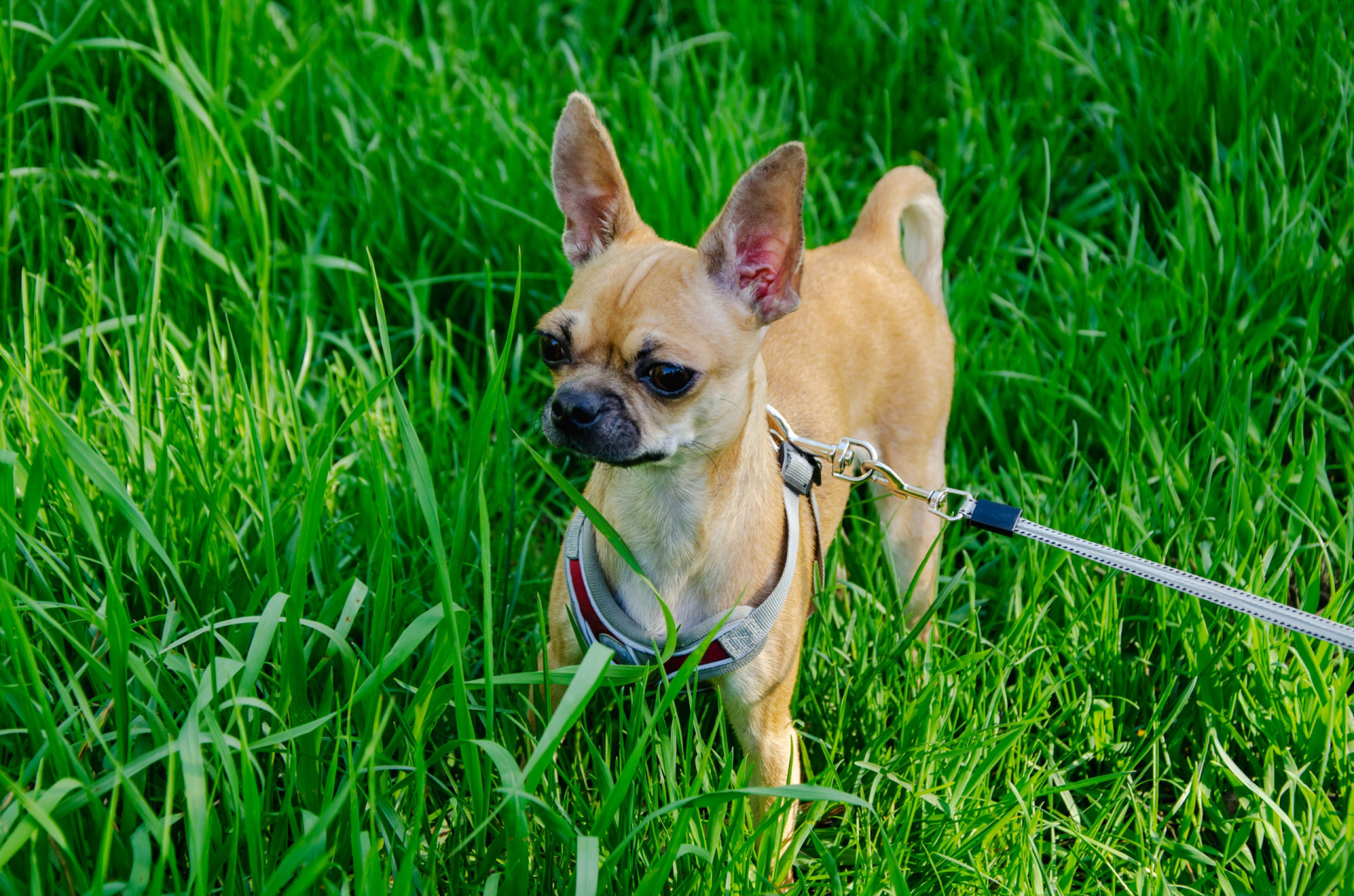 How to help your dog live longer, according to science