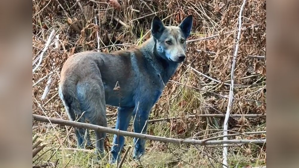 Blue dogs in Chernobyl: Coat color poses a mystery