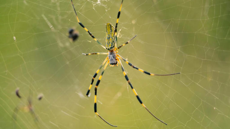 The Secret Lives of Spiders