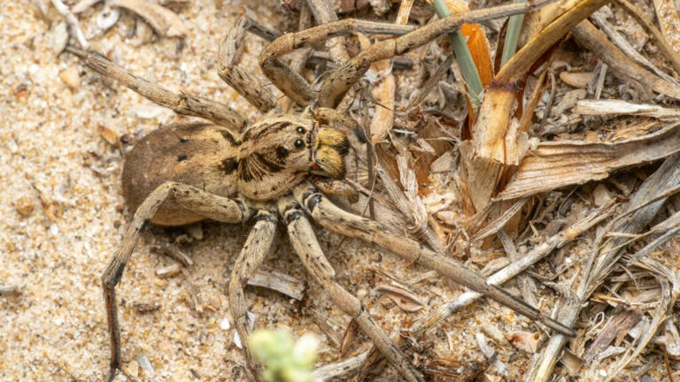 The Secret Lives of Spiders