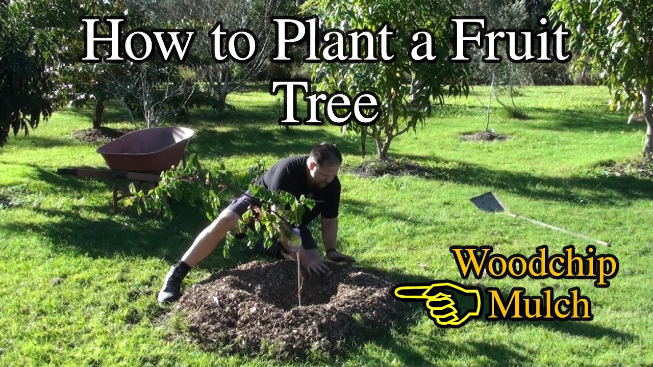 How to plant a fruit tree in the backyard with woodchip