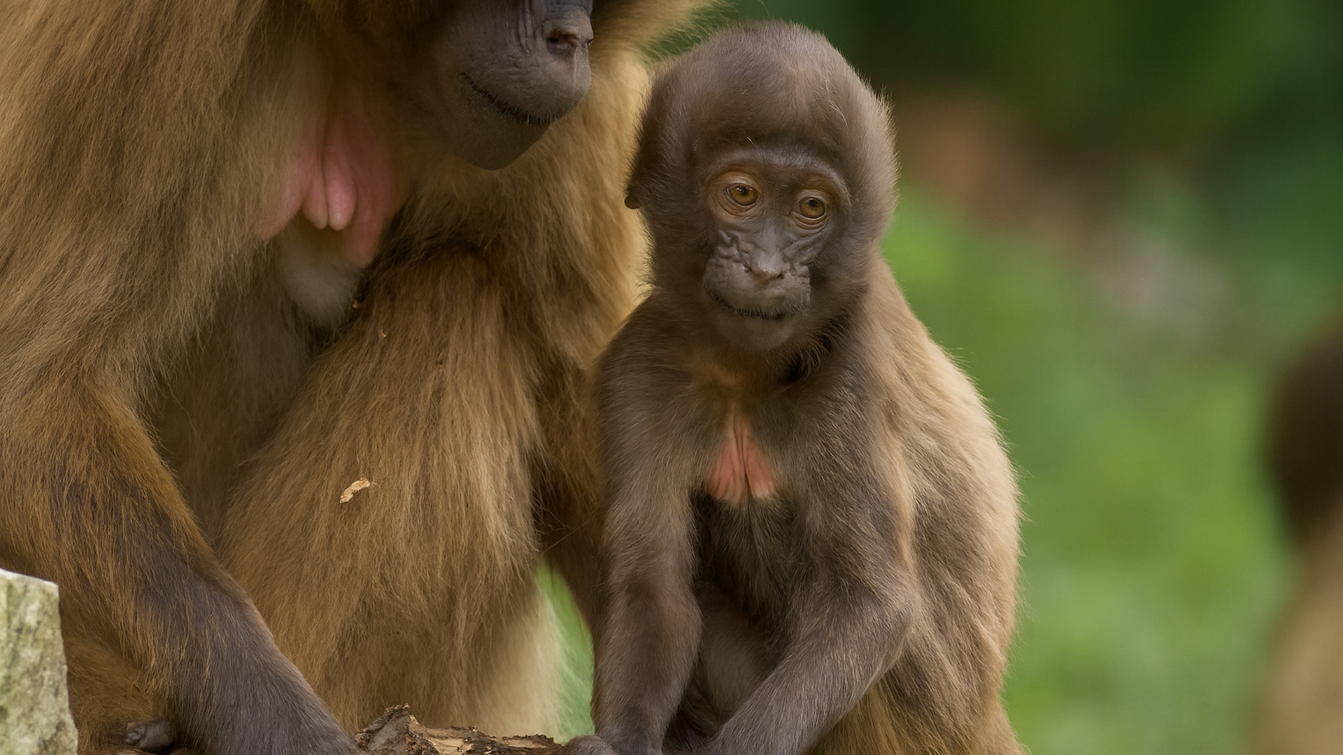 What a Baby Monkey Learns Just by Staying Close