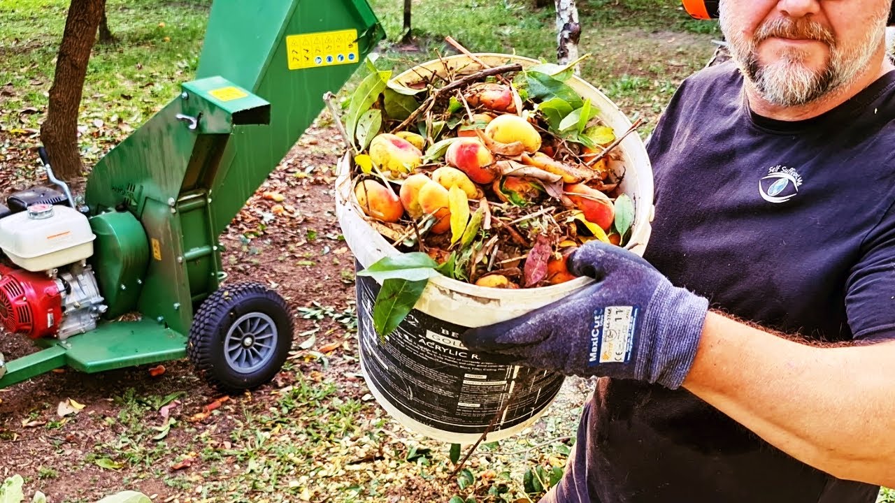 Pruning peach tree & mulching all fruit to stop pests