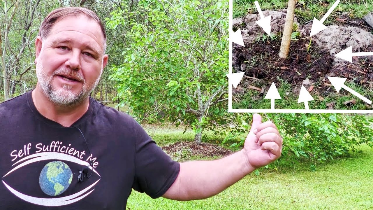 How to move or transplant a fruit tree