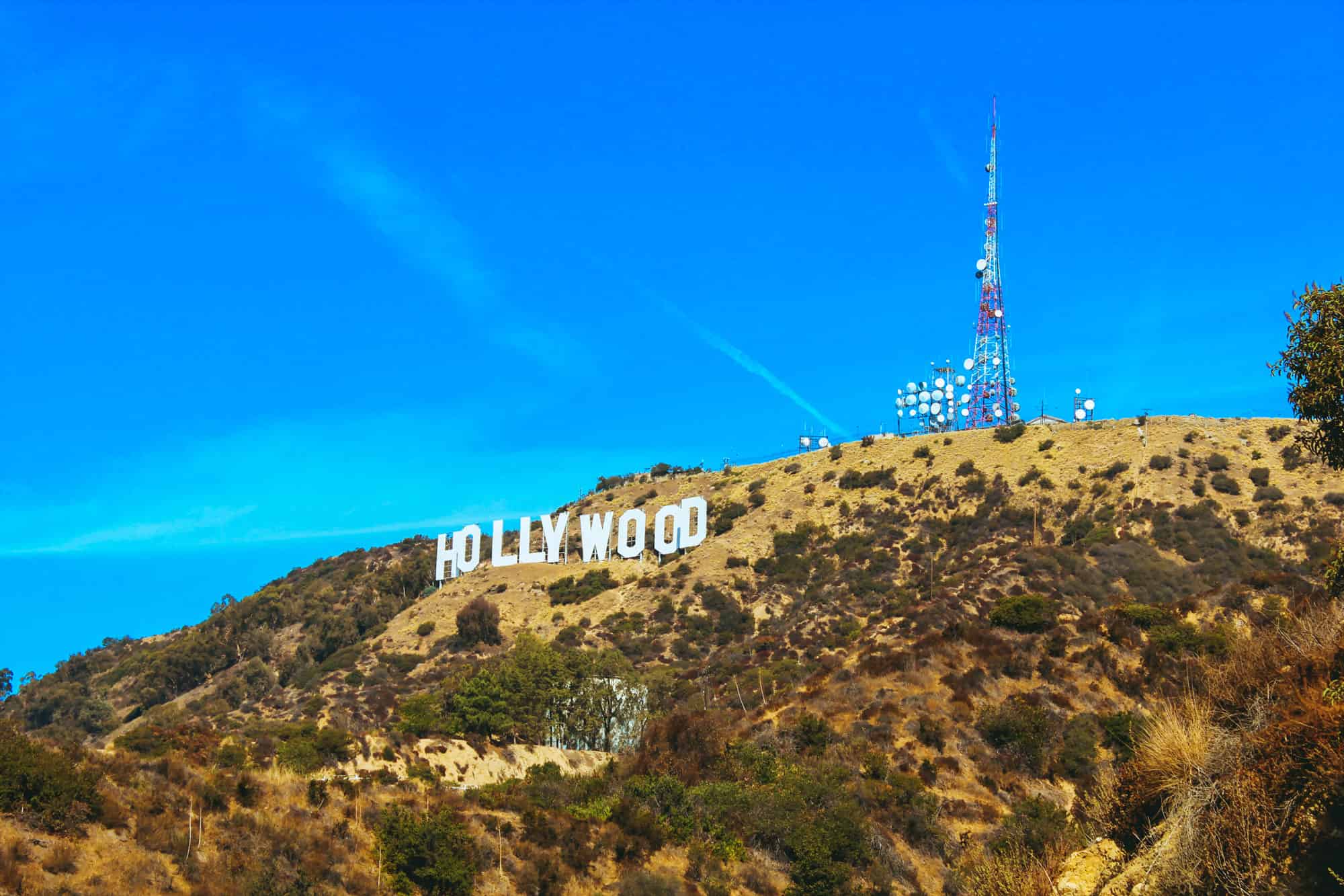 Real and Fictional Animals That Have Stars on Hollywood’s Walk of Fame