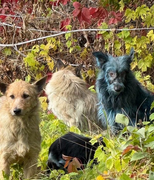 Blue-fur dogs spotted near Chernobyl spark investigation by animal ...