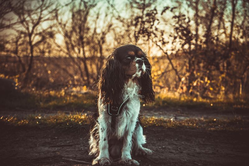 12 Gentle Dog Breeds That Make Great Companions In Your 70s