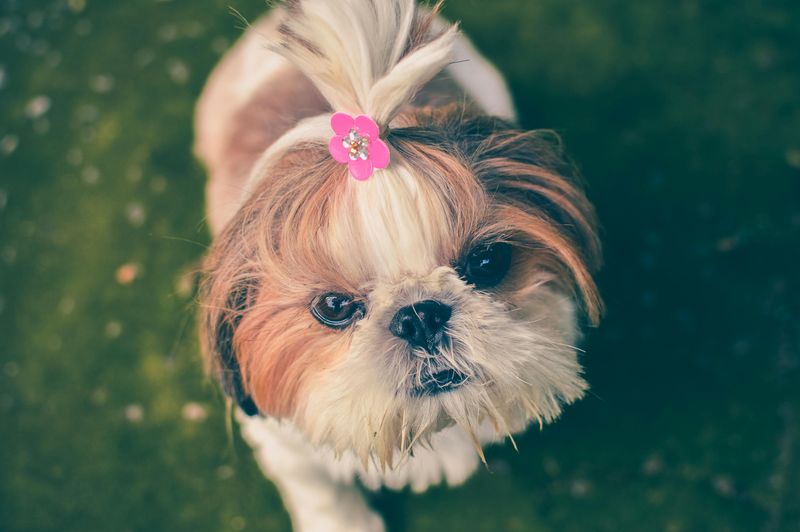 12 Gentle Dog Breeds That Make Great Companions In Your 70s
