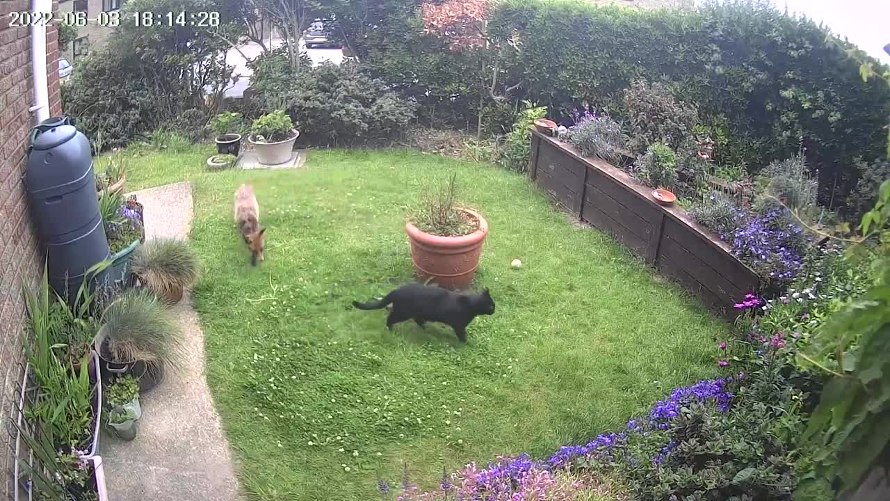 Freddy the Fox and Loki the Cat Play with Gloves in Garden