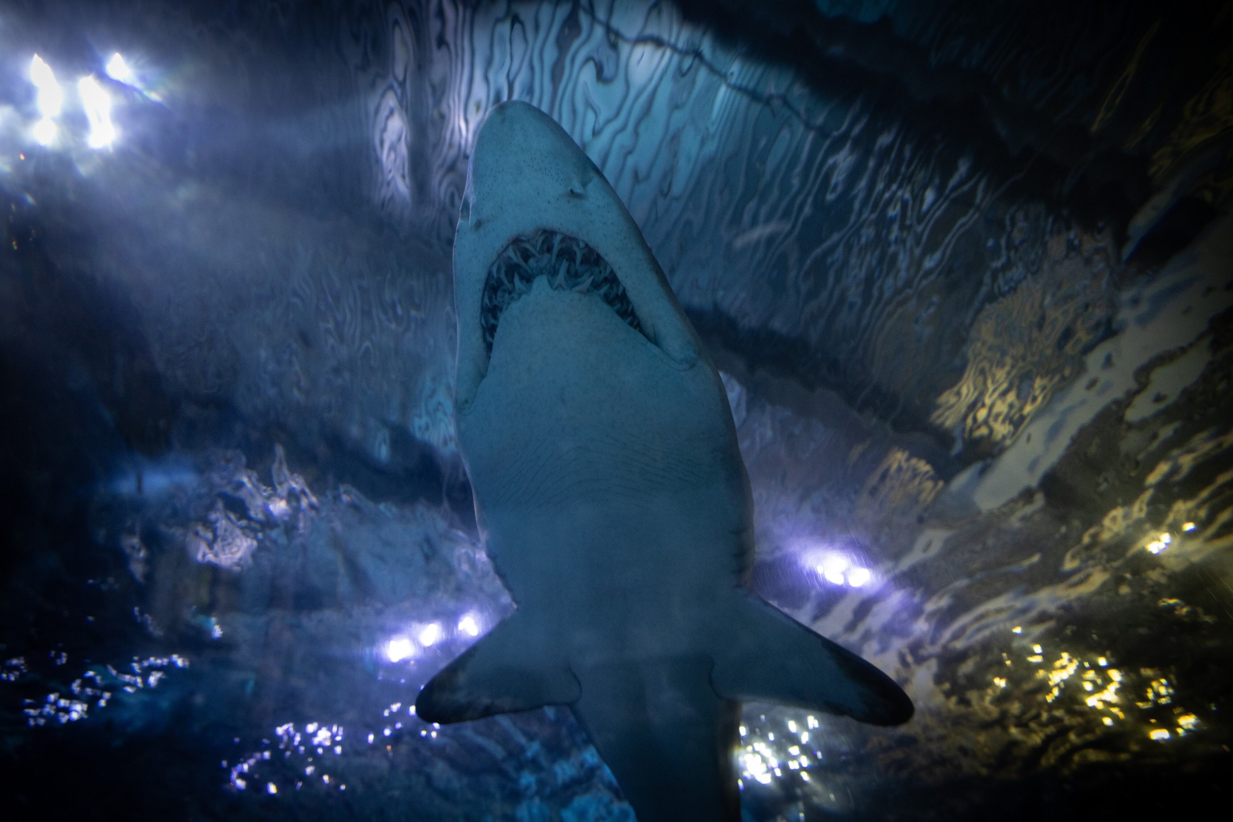 Monster sharks have returned to the Jersey Shore. Is it a nightmare or ...