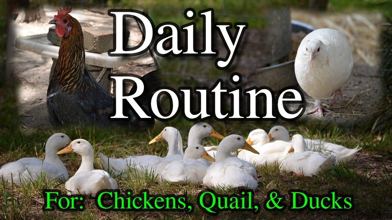 Daily routine in the poultry pen for chickens, ducks, quail