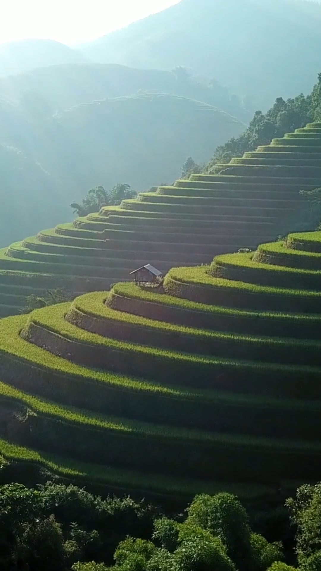 Drone Explores Idyllic Southeast Asian Rice Fields.