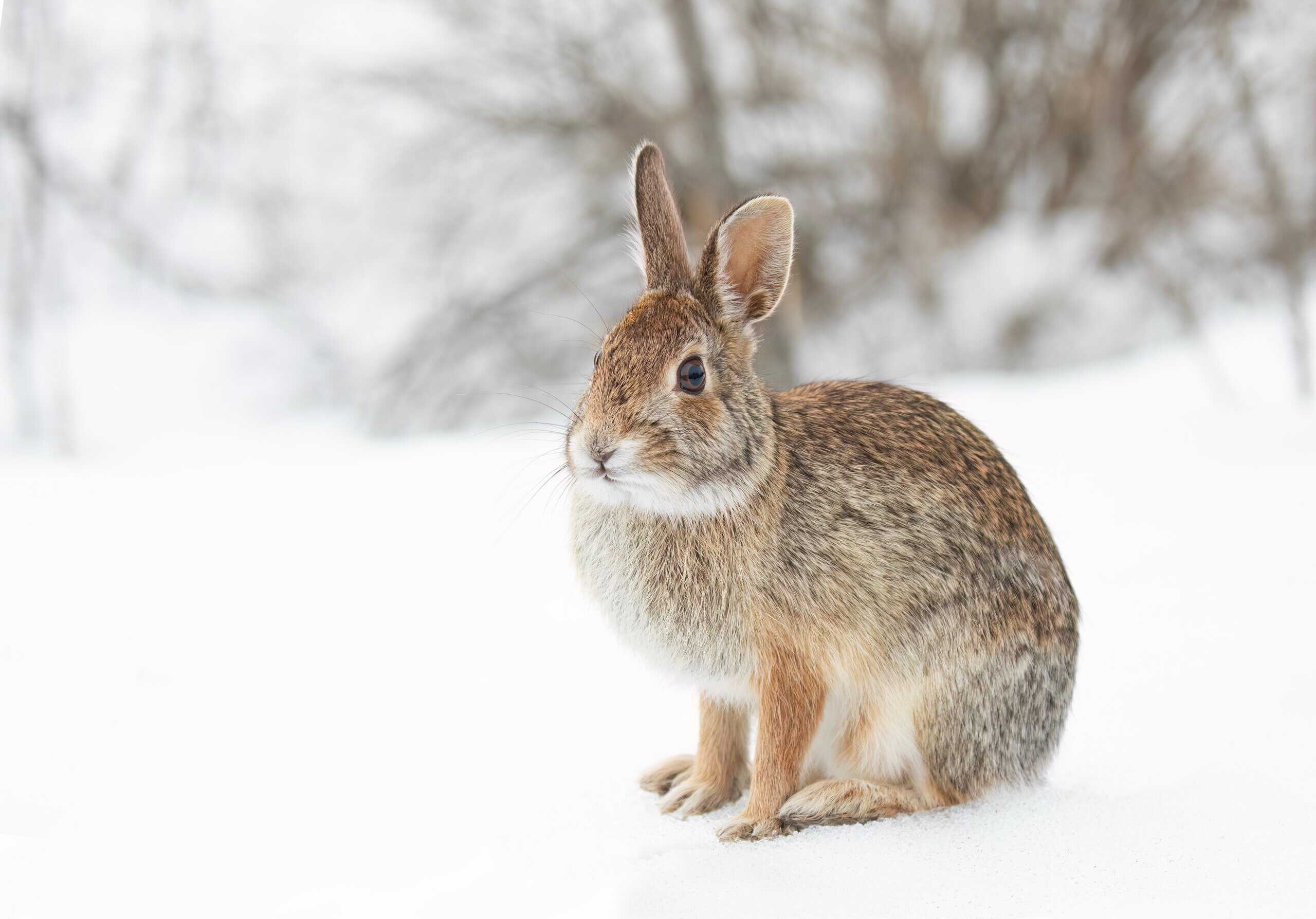 The Animals of Indiana Dunes National Park