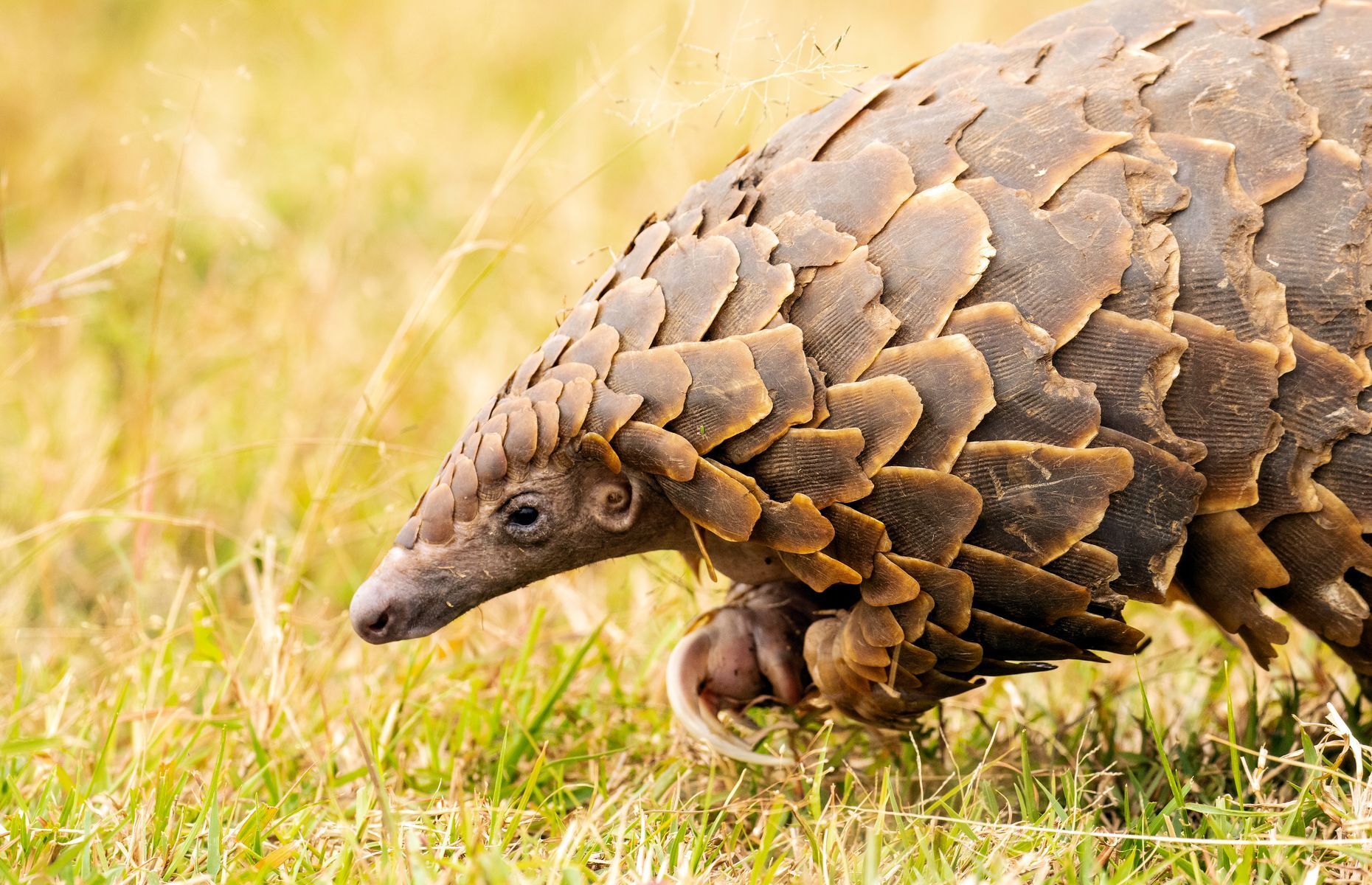 Alles, was Sie über Schuppentiere wissen müssen