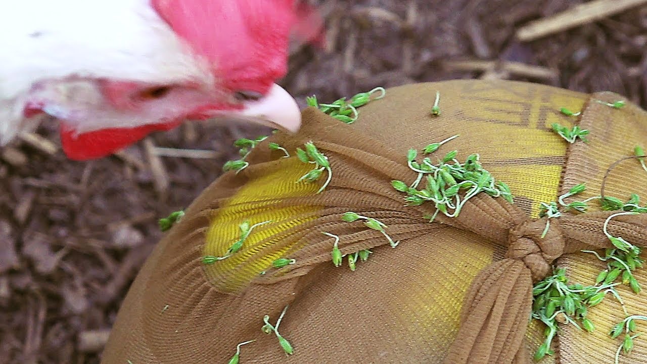 Free chicken treat for hens to eat healthy & fun