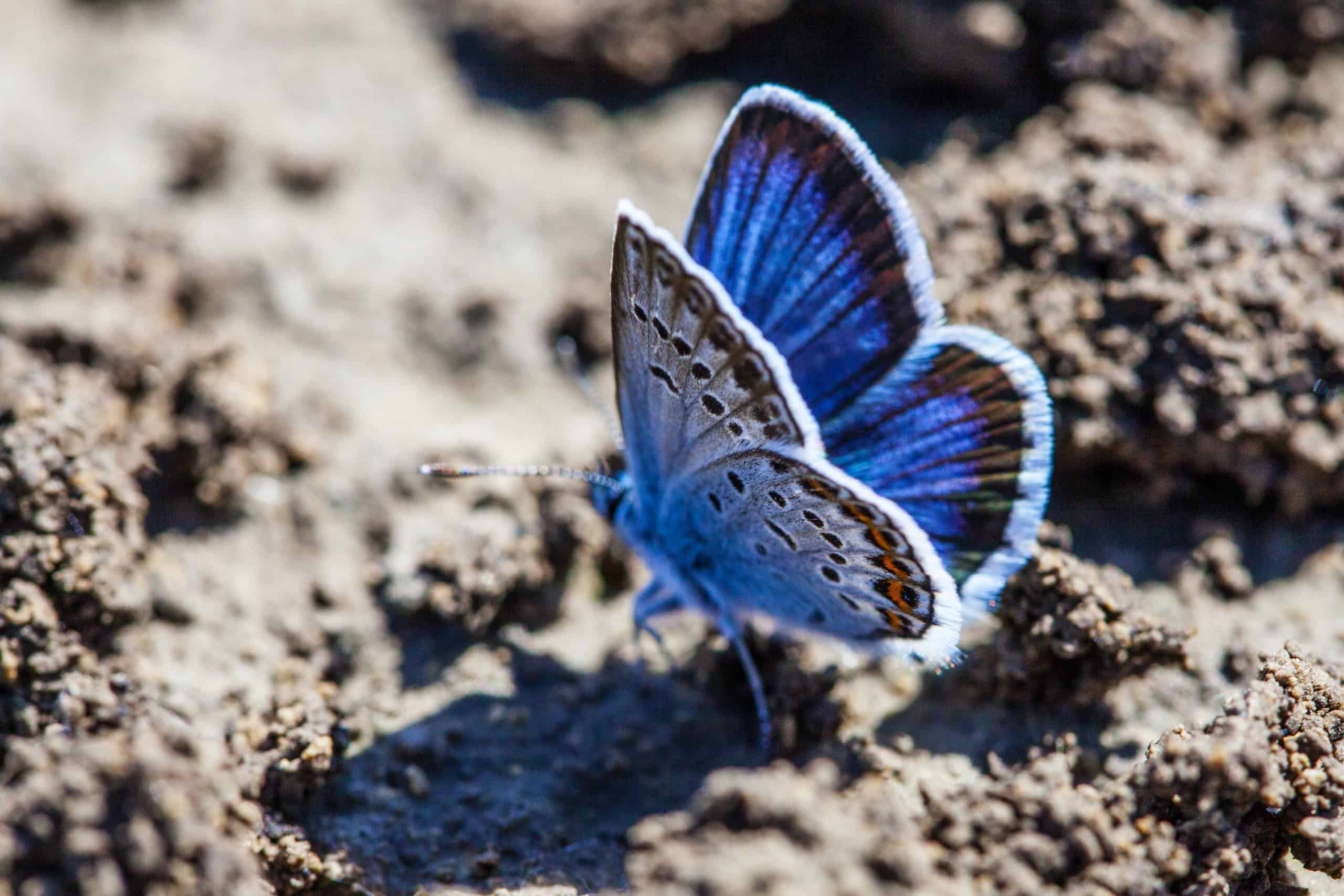 The Animals of Indiana Dunes National Park