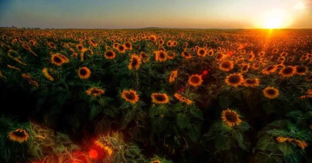 7 Quirky Facts About North Dakota That Sound Fake but Are 100% True