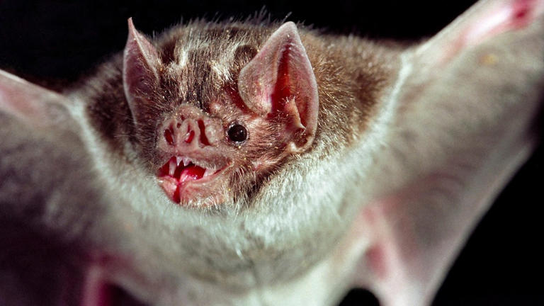 Die coolsten Vampirtiere – von echten Blutsaugern bis zu schaurigen ...